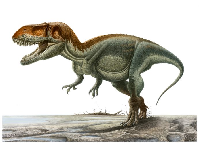 Torvosaurus gurneyi de Lourinha, Portugal – Museu da Lourinhã