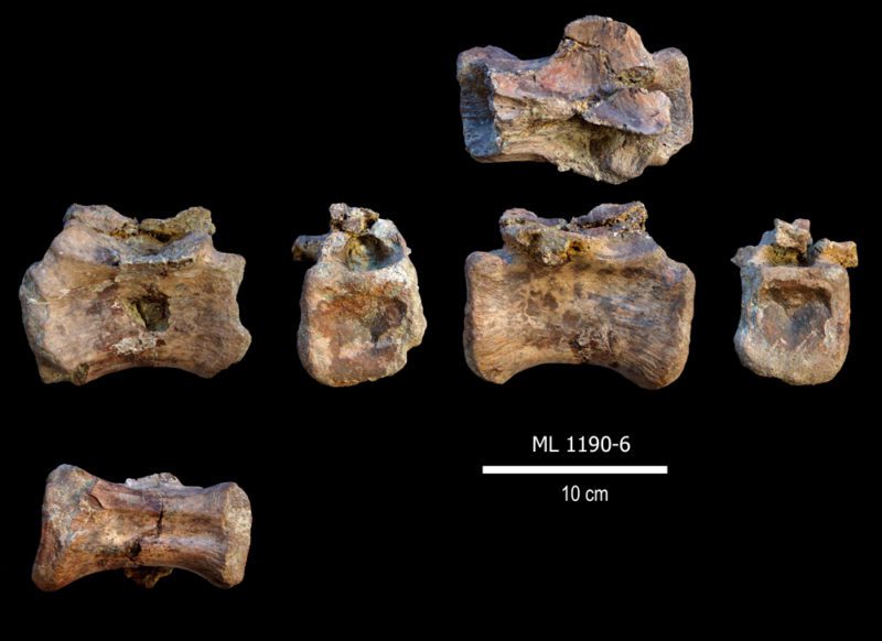 Novo dinossauro predador de Portugal