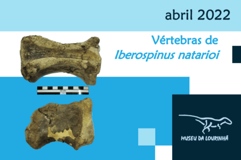 Vértebras de Iberospinus natarioi